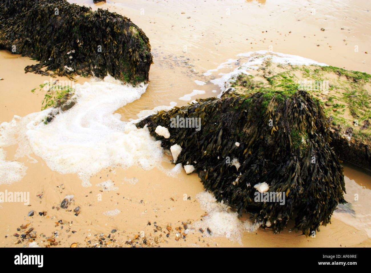 Water seaweed rocks hi-res stock photography and images - Alamy