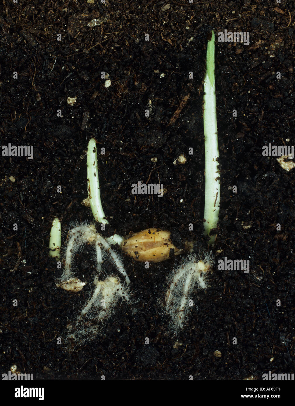 Germinating barley seeds showing root hi-res stock photography and ...