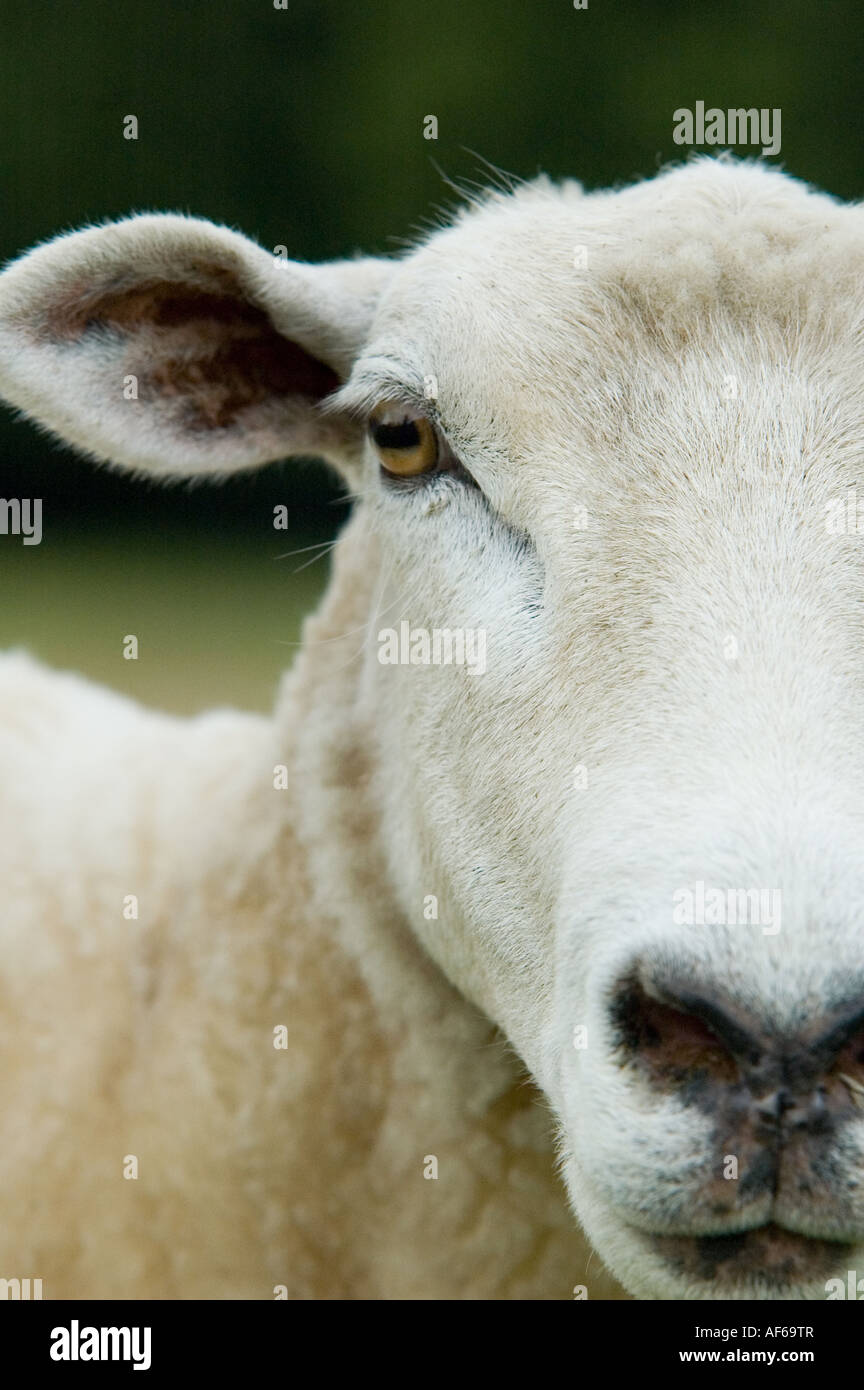 Sheep - Close-up and half face Stock Photo - Alamy