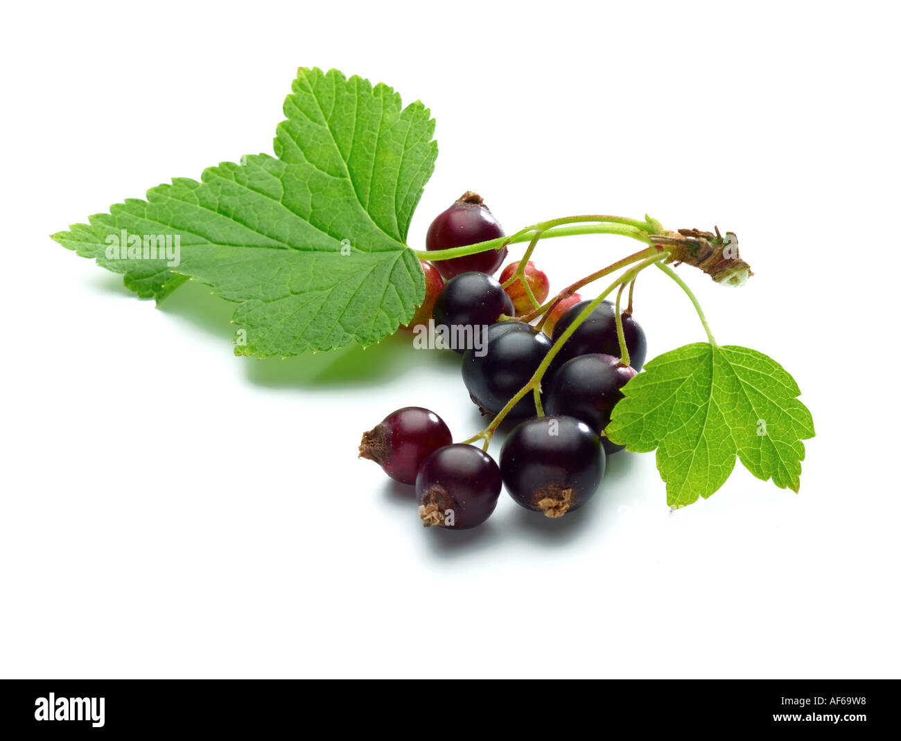 Black currant cassis hi-res stock photography and images - Alamy