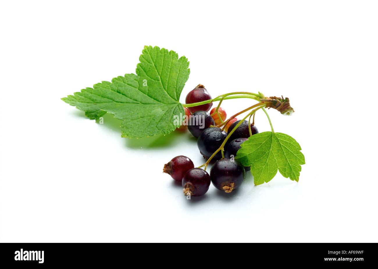 Black currant cassis hi-res stock photography and images - Alamy