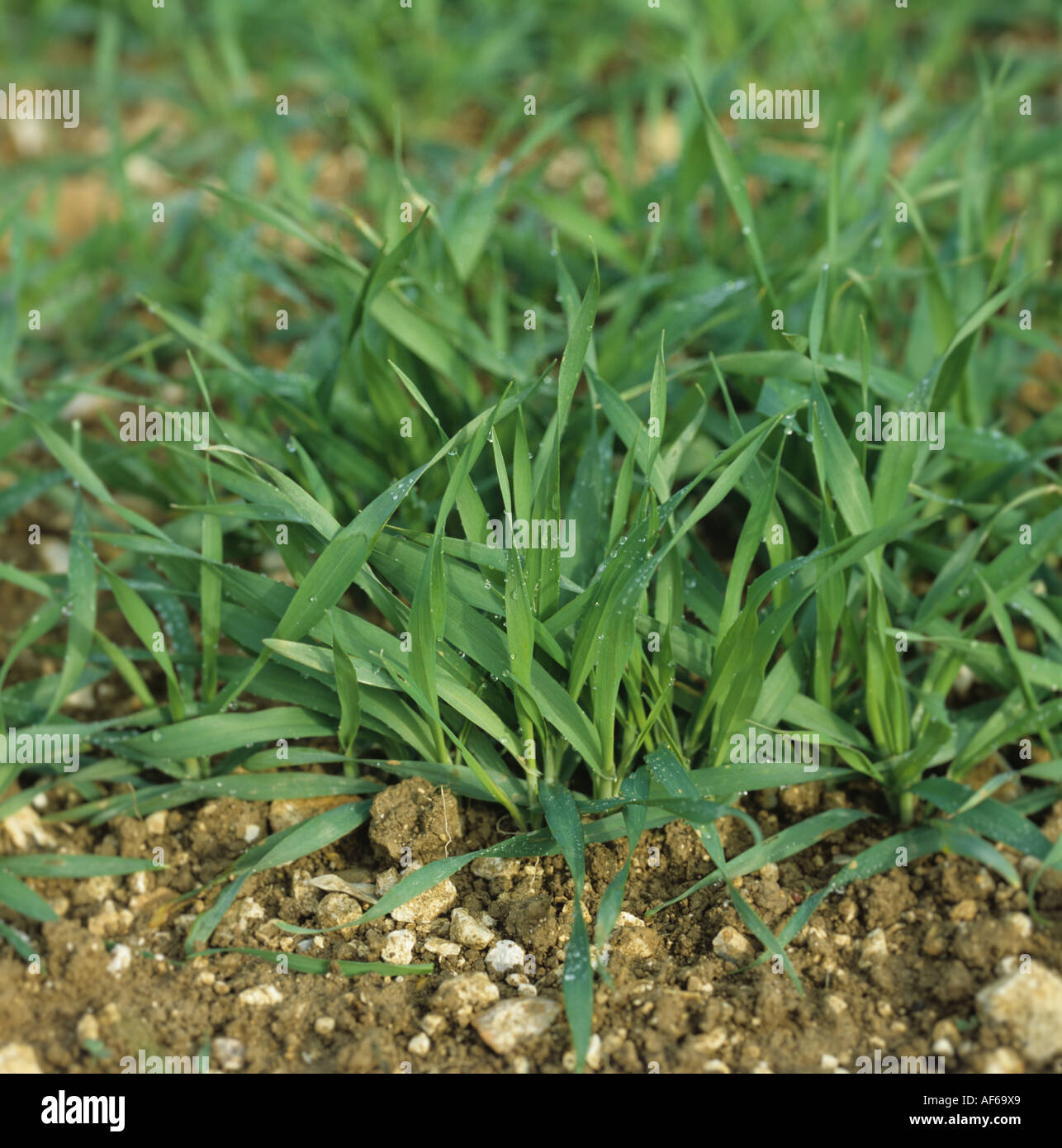 Young barley crop close up at growth stage approx 22 Stock Photo - Alamy