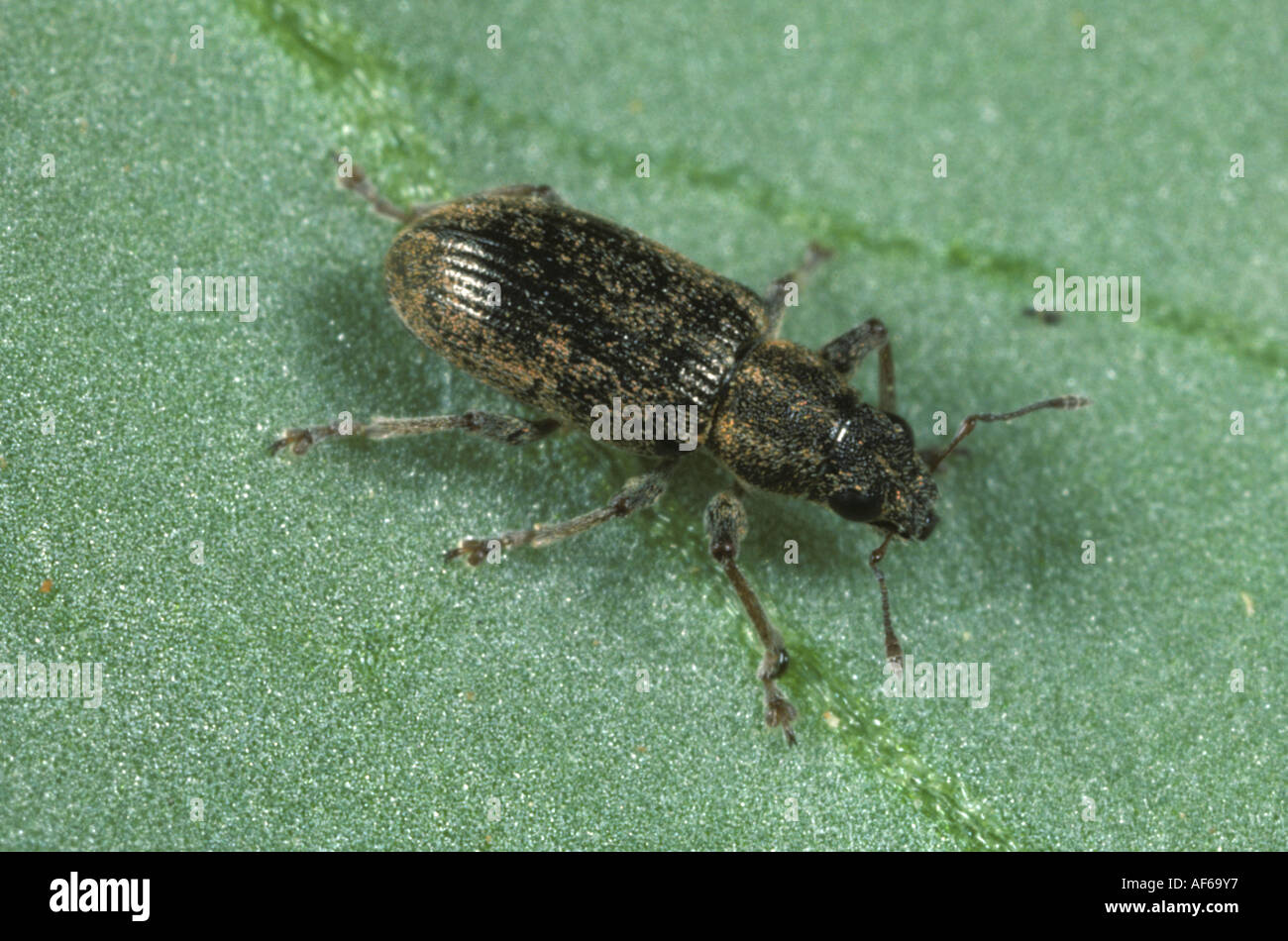 Pea and bean weevil hi-res stock photography and images - Alamy
