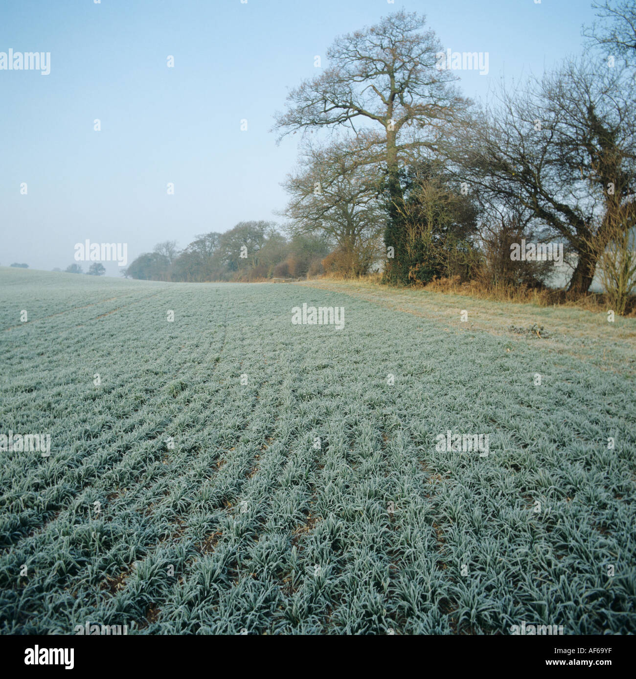 Frosty barley hi-res stock photography and images - Alamy