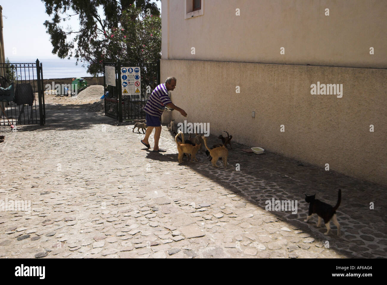 Man feeding cats hi-res stock photography and images - Alamy