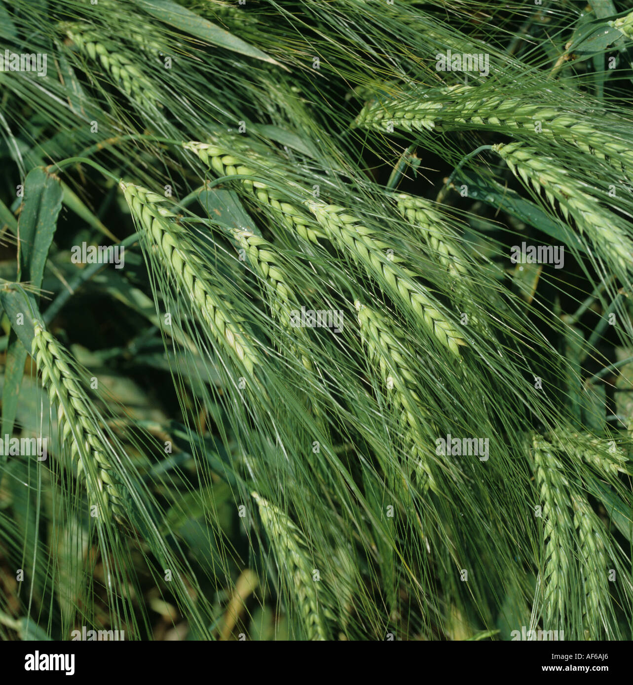 Six row barley hi-res stock photography and images - Alamy