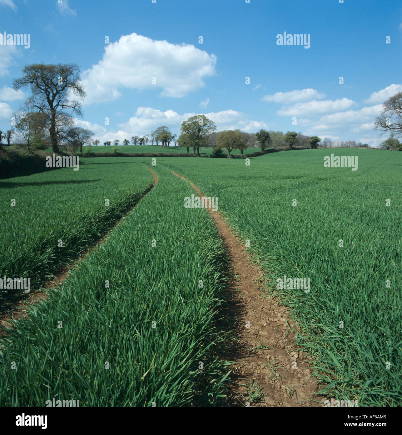 Young barley crop in spring with tramlines in small field Devon Stock ...