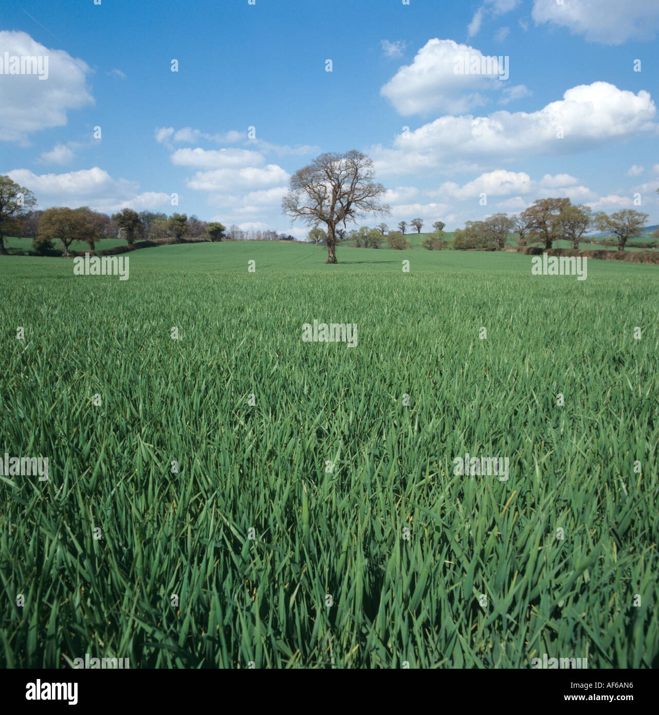 Oak tree in a barley field hi-res stock photography and images - Alamy