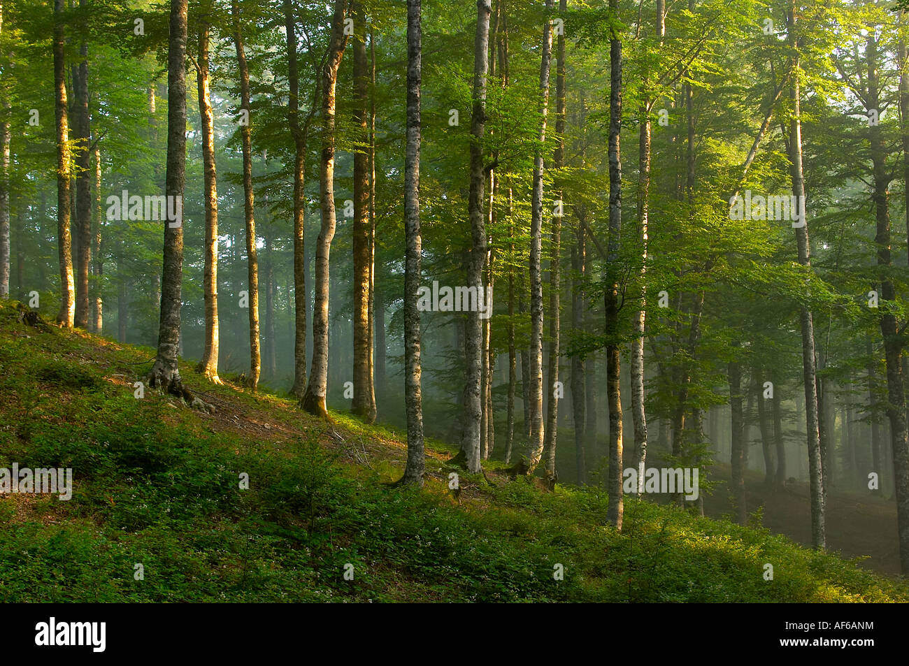 árbol de haya al amanecer hi-res stock photography and images - Alamy