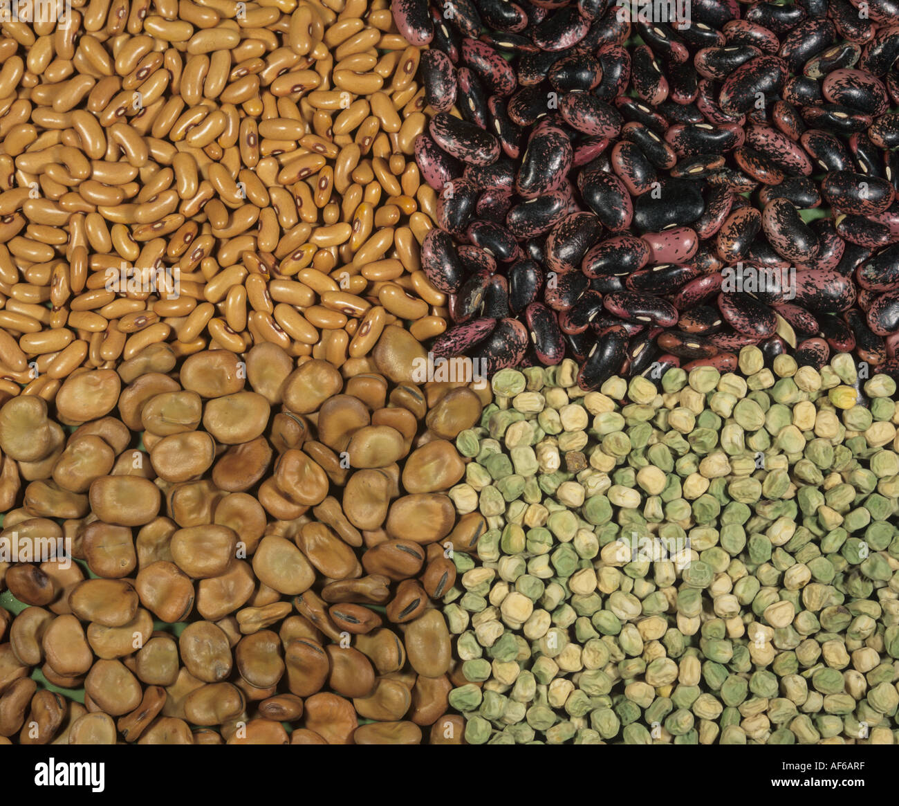 Seeds from various legume pulse crops pe broad bean runner bean green ...