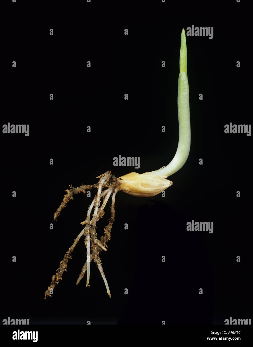A germinating barley seed with roots and coleoptile shoot Stock Photo ...