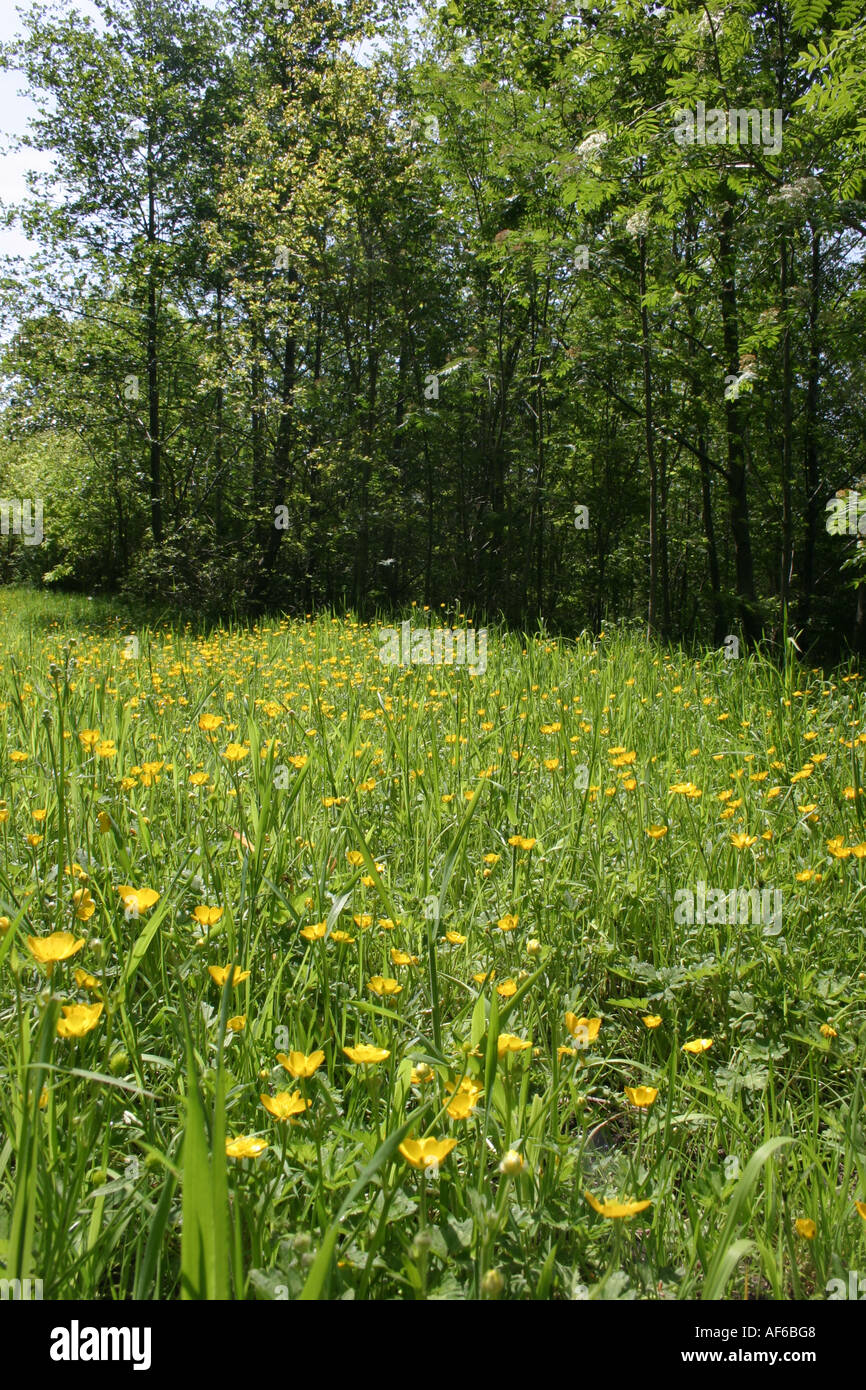 Ulster fauna hi-res stock photography and images - Alamy