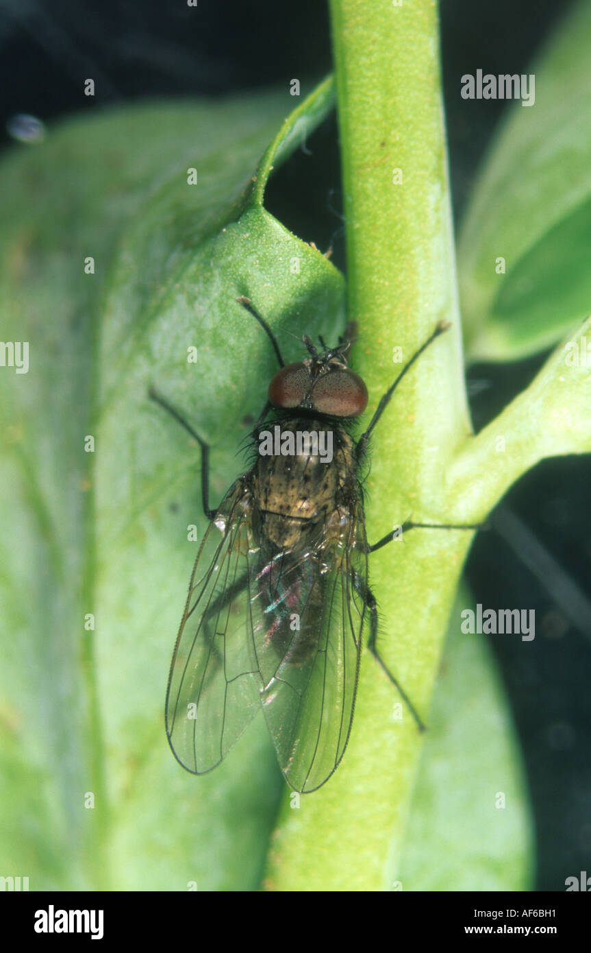 Bean seed fly Delia platura adult on pea plant Stock Photo - Alamy