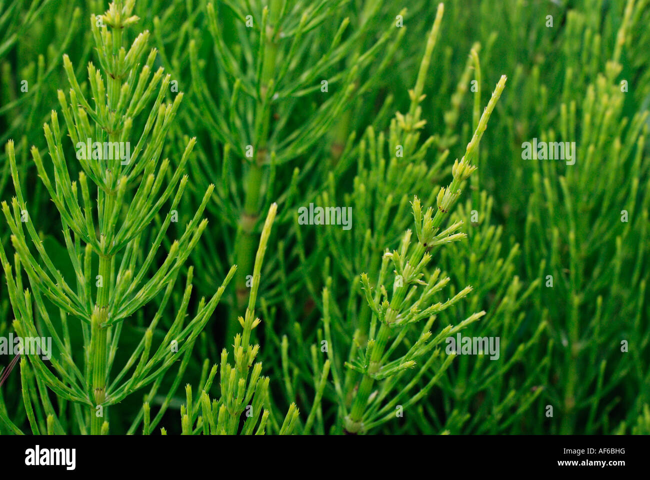 Horsetail hi-res stock photography and images - Alamy