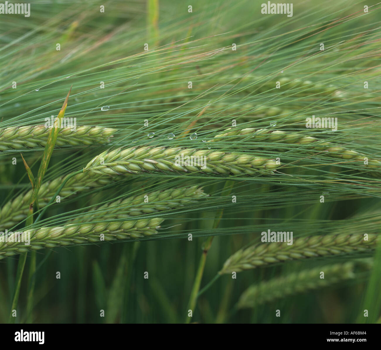 Barley malt variety hi-res stock photography and images - Alamy