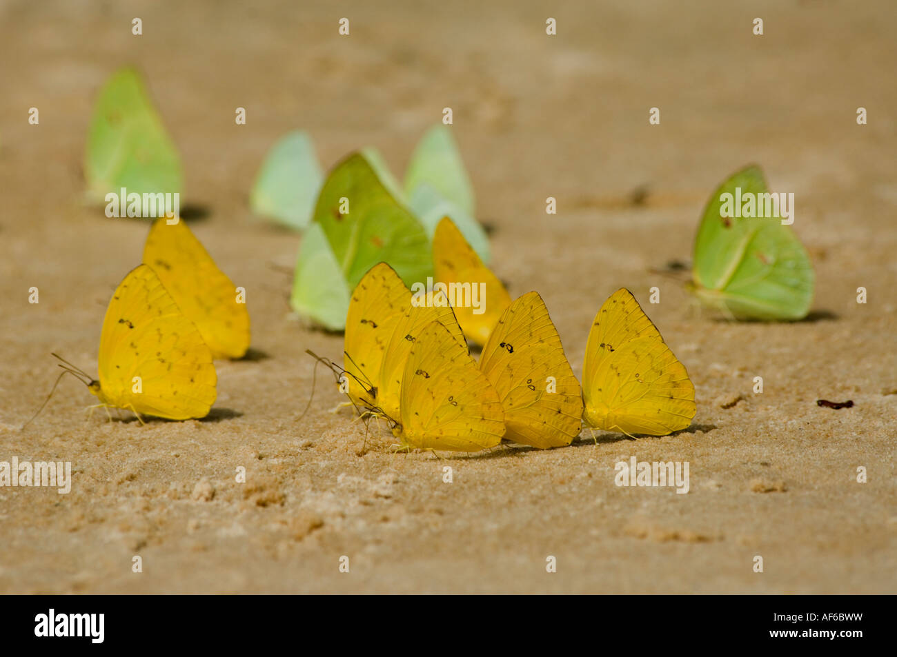 Pierid and heliconid butterflies on the beach, Pará, Brazil Stock Photo ...
