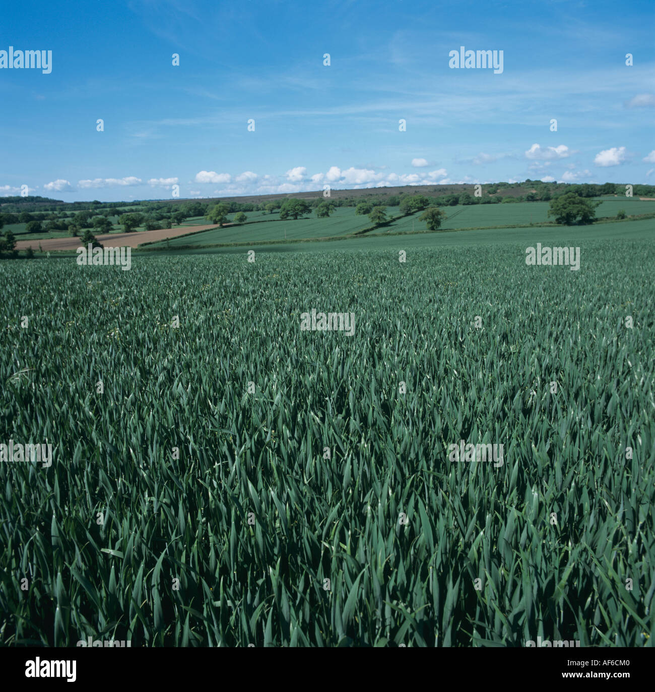 Wheat crop in flag leaf on a fine summer day Devon Stock Photo - Alamy