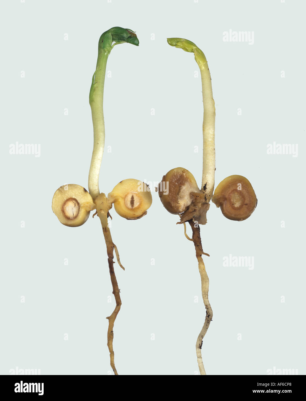 Hollow heart damage shown in germinating seeds split in half Stock ...