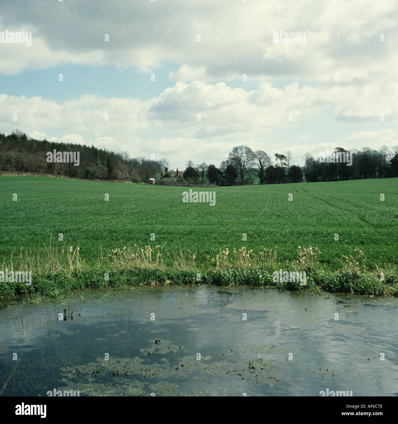 Looking across natural field pond to young wheat crop beyond Hampshire ...
