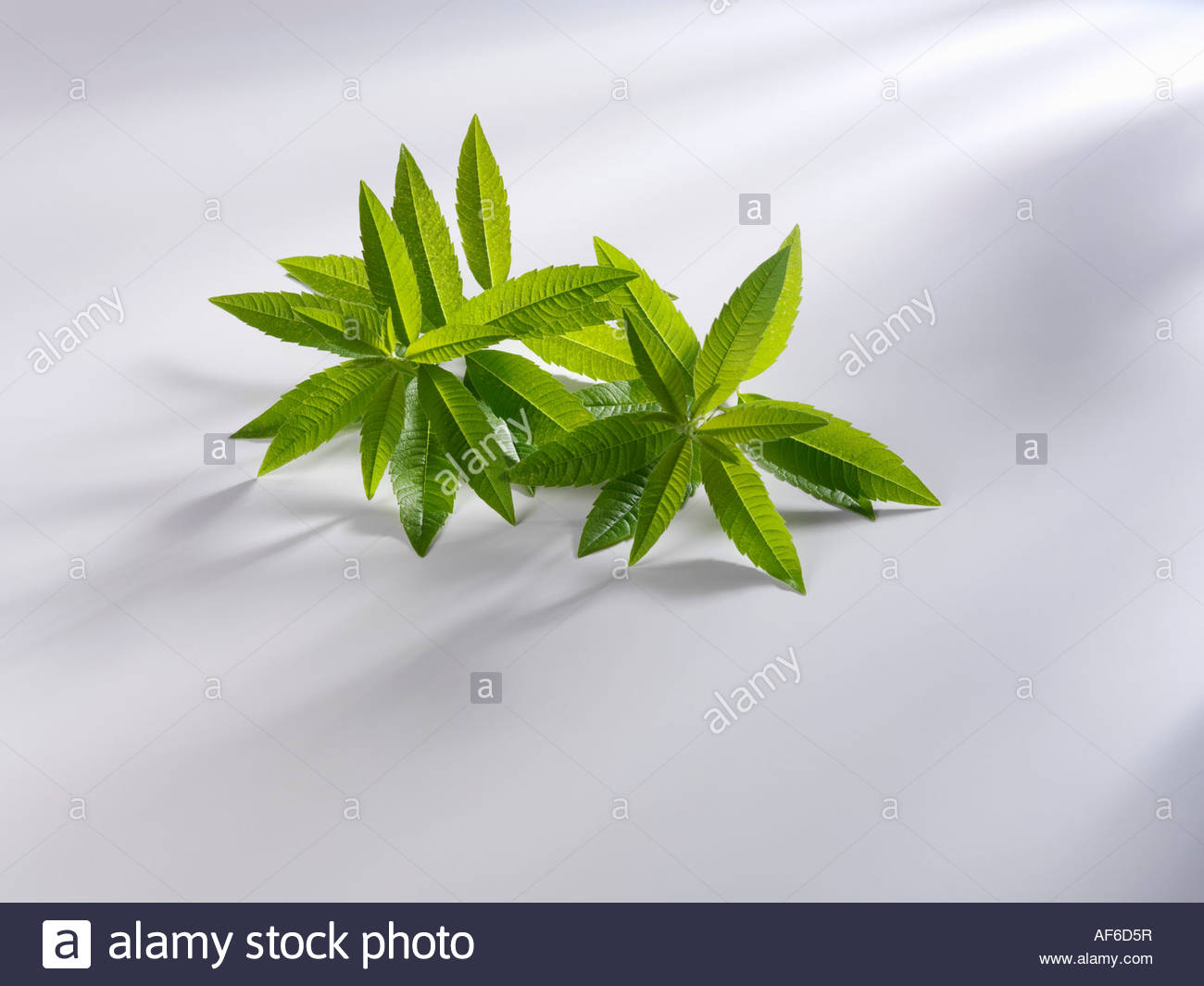 Aloysia Triphylla Stock Photos & Aloysia Triphylla Stock Images - Alamy