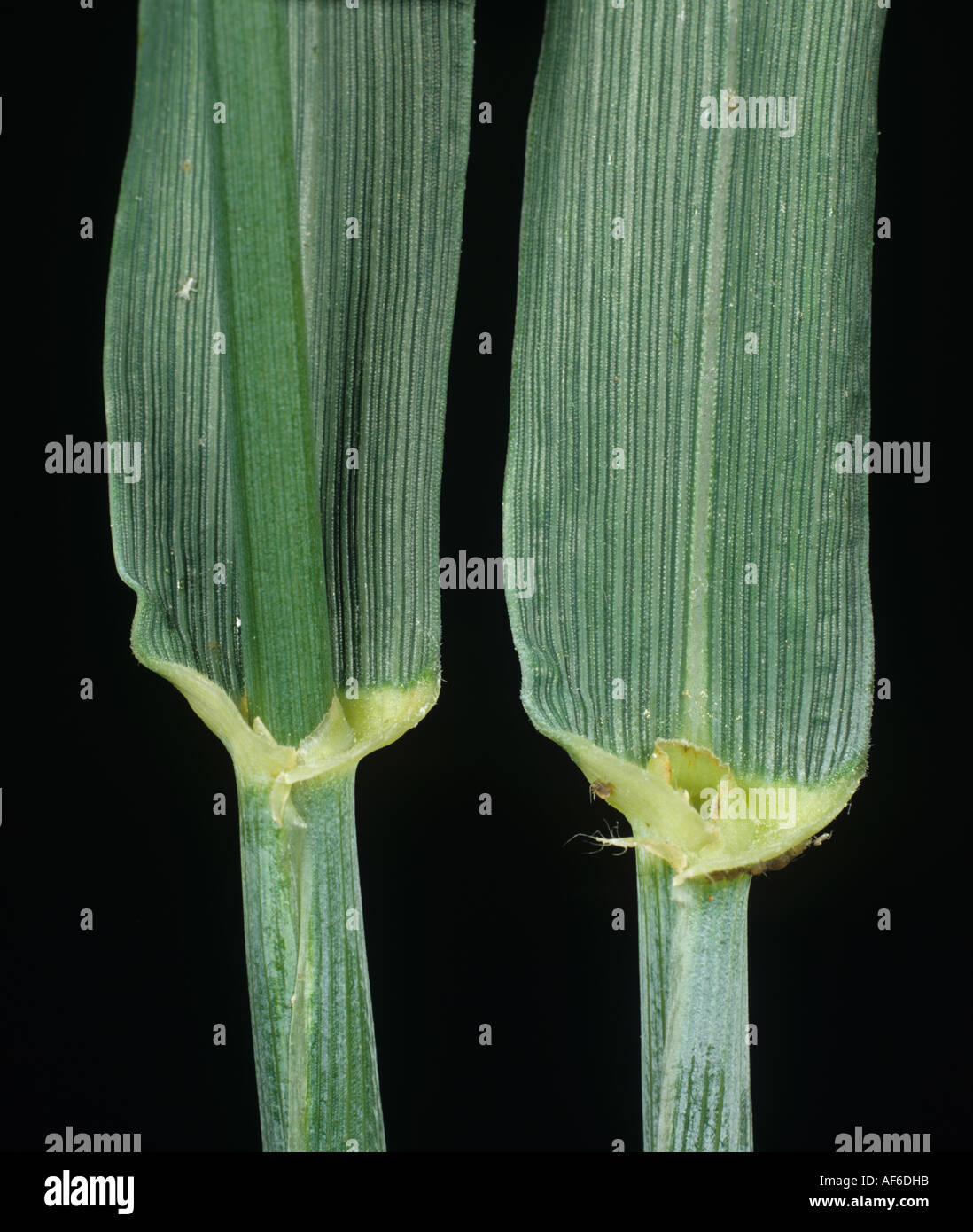 Wheat plant leaf ligule and leaf sheath Stock Photo - Alamy