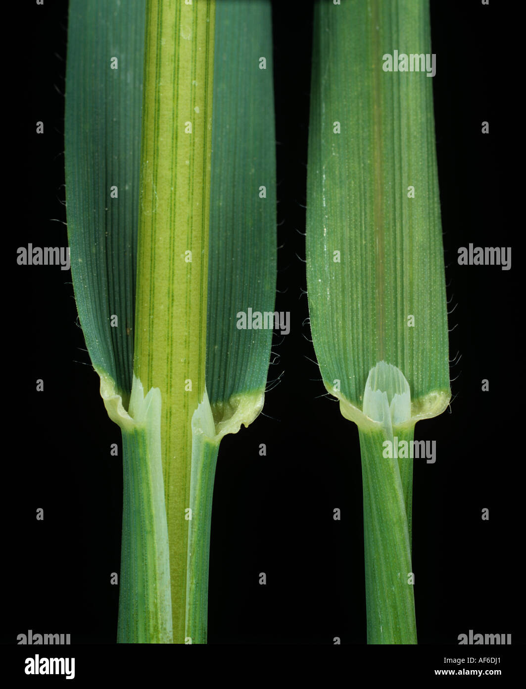 Sheath plant hi-res stock photography and images - Alamy