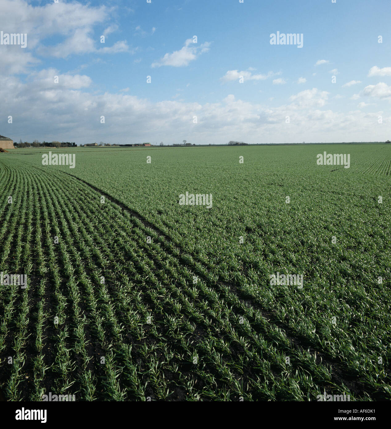 Seedling winter wheat crop in dark organinc soil of a Fenland field ...