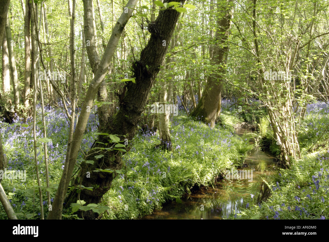 Bluebells stream uk hi-res stock photography and images - Alamy