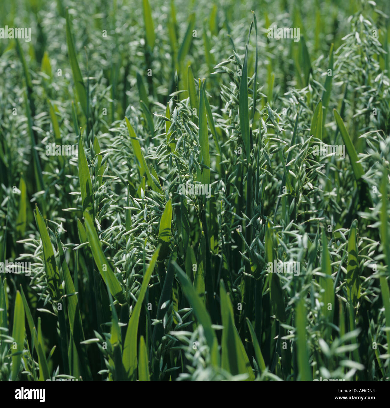 Backlit crop of oats at ear emergence Stock Photo - Alamy
