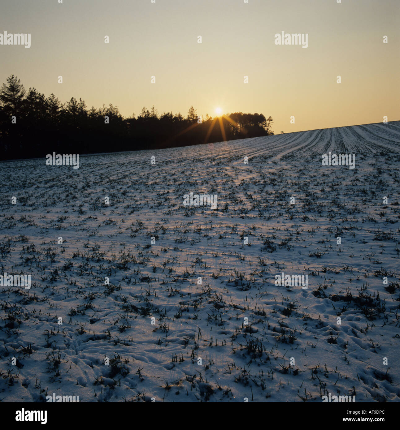 Seedling wheat crop under light snow cover with the sun setting on a ...