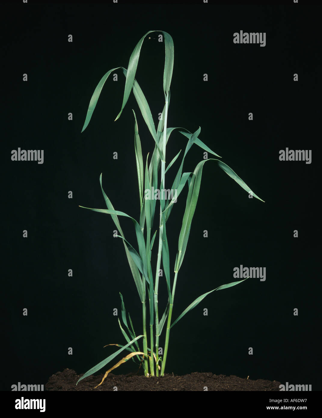 Wheat plant at flagleaf stage 40 Stock Photo - Alamy
