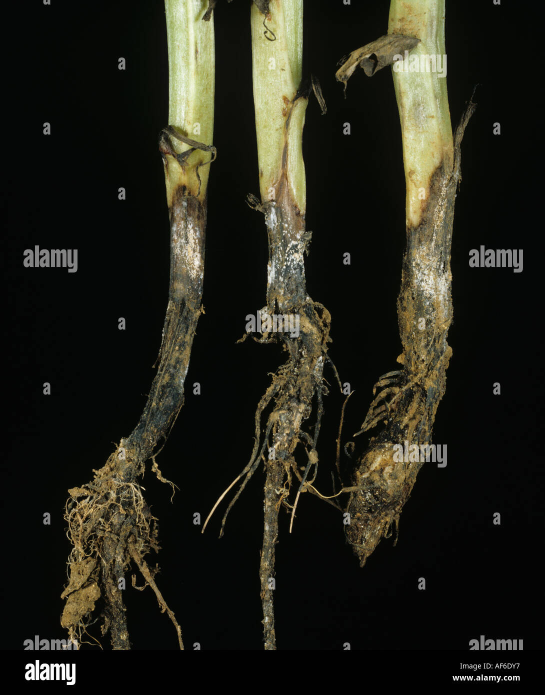 Fusarium solani hi-res stock photography and images - Alamy