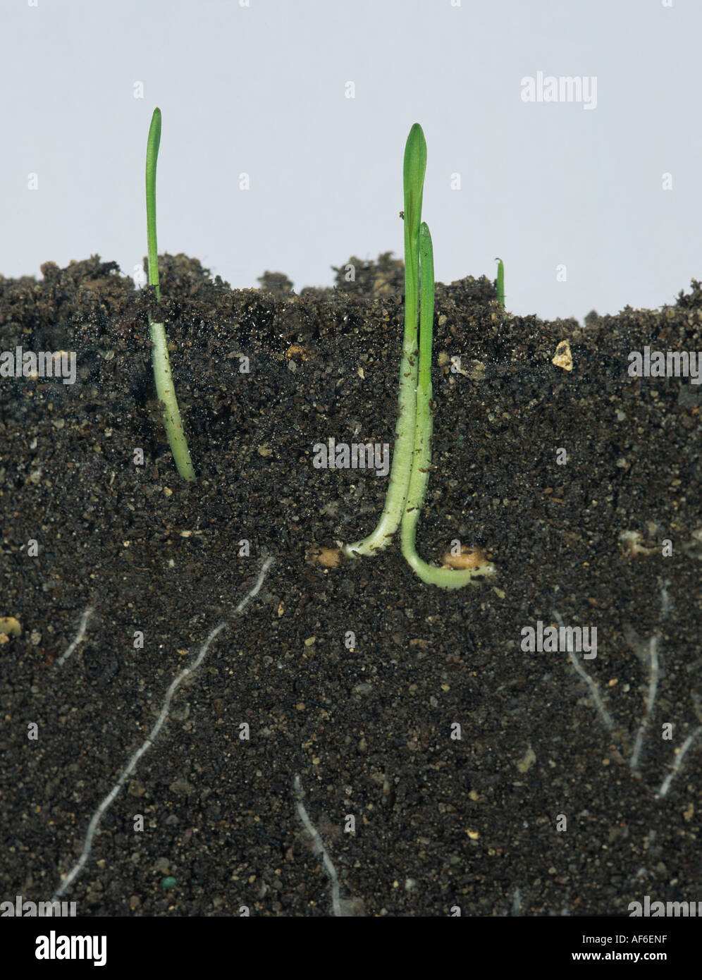 Germinating wheat seedlings Stock Photo - Alamy