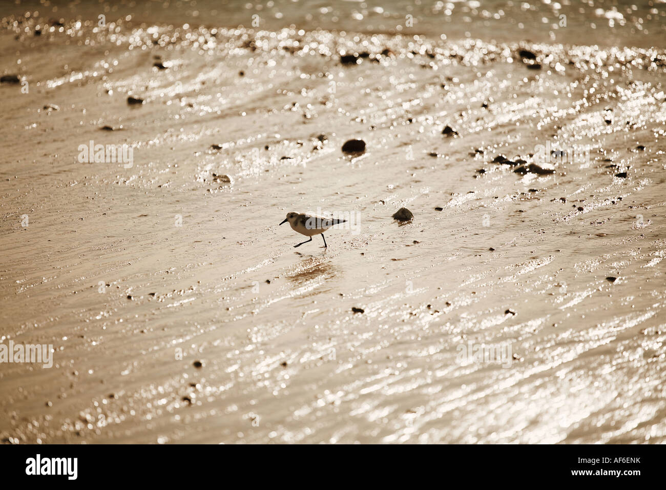 Sand Piper on Beach Venice Beach, Los Angeles County, California, USA ...