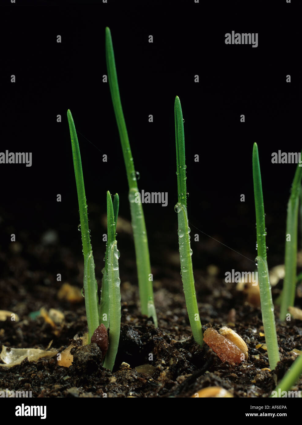 Germinating wheat seedlings hi-res stock photography and images - Alamy