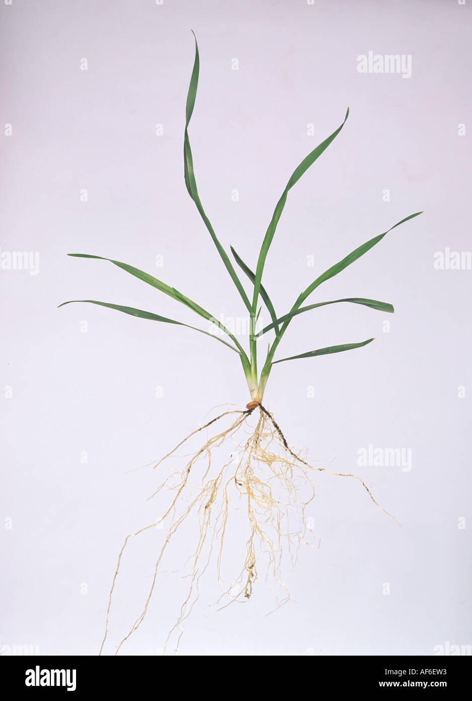 Wheat tillering hi-res stock photography and images - Alamy
