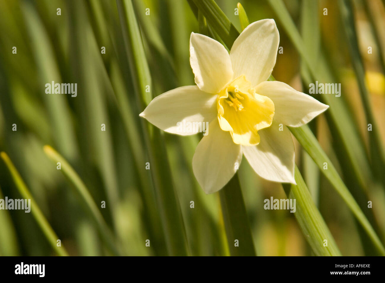 Happy st davids day hi-res stock photography and images - Alamy