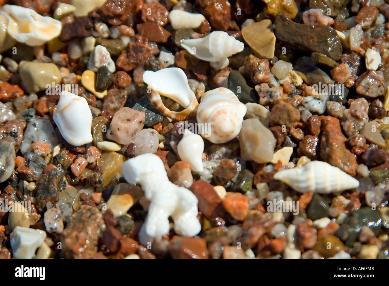 Horizontal close up of coral and seashells washed up on the shore ...