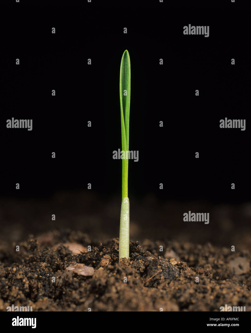 Coleoptile hi-res stock photography and images - Alamy