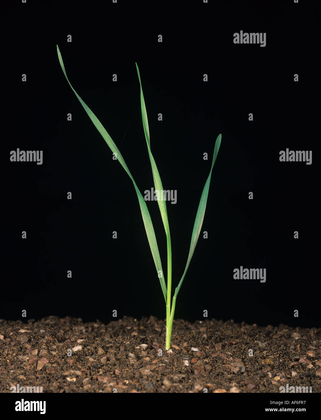 Seedling wheat plant growth stage hi-res stock photography and images ...