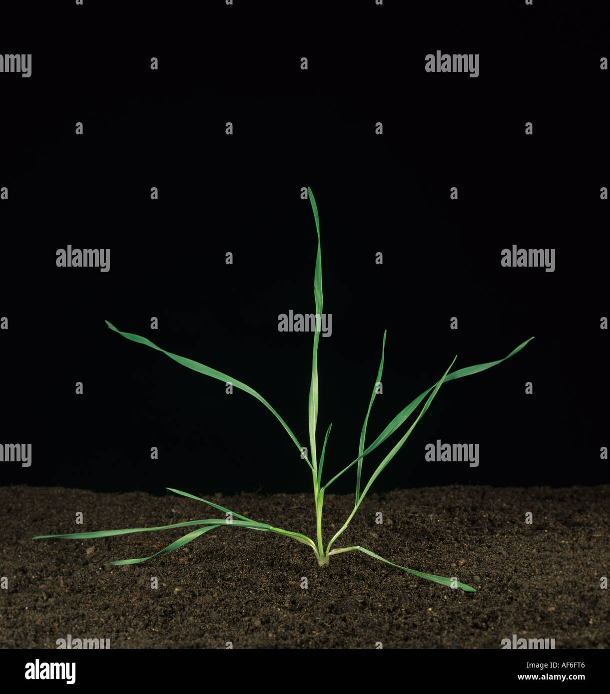 Seedling wheat plant growth stage hi-res stock photography and images ...