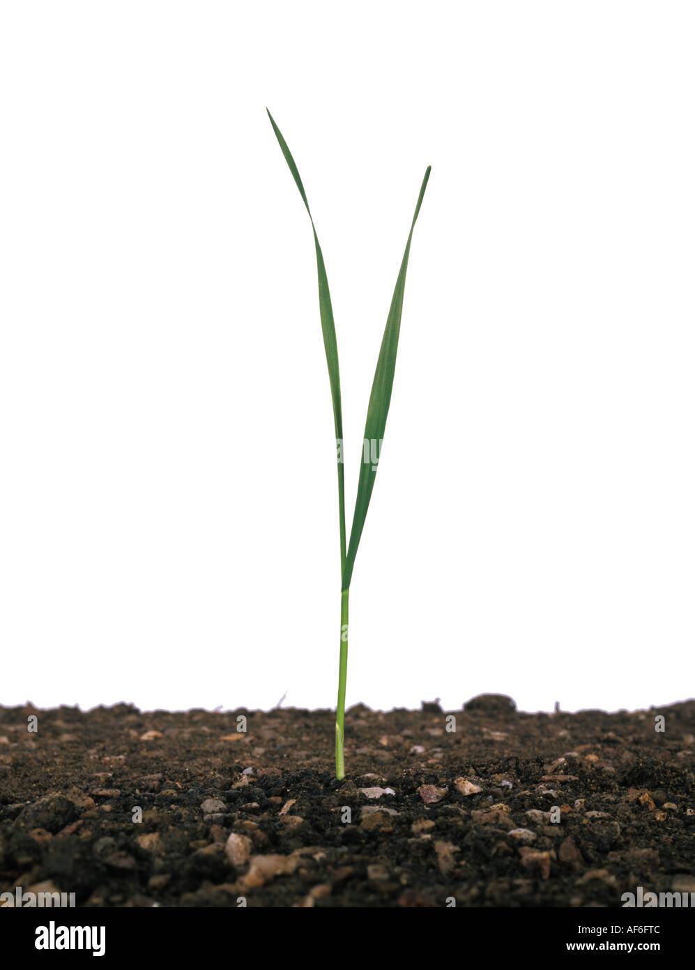 Seedling wheat plant at growth stage 12 white background Stock Photo ...