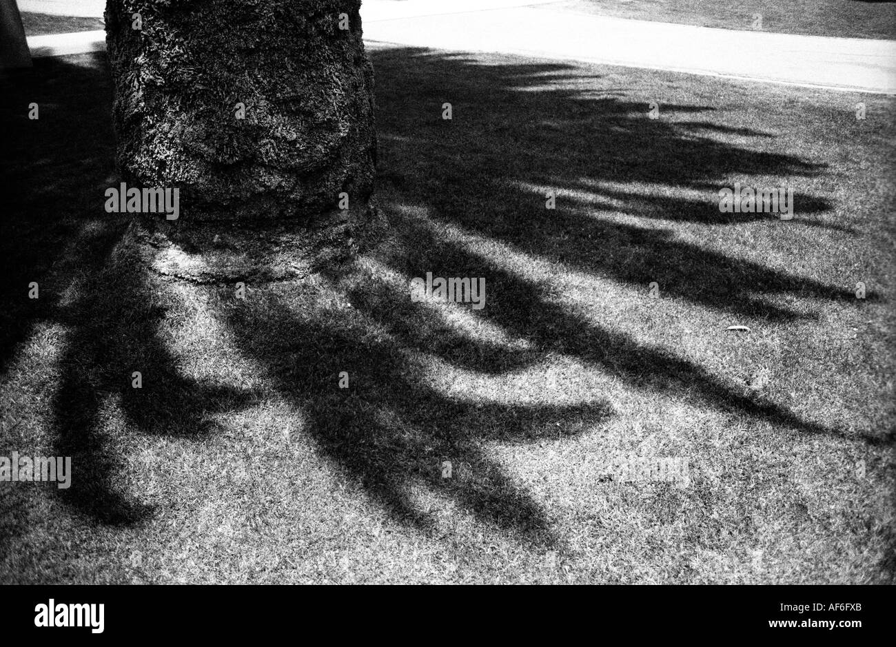 A palm tree shadow in Santa Monica, California Stock Photo - Alamy