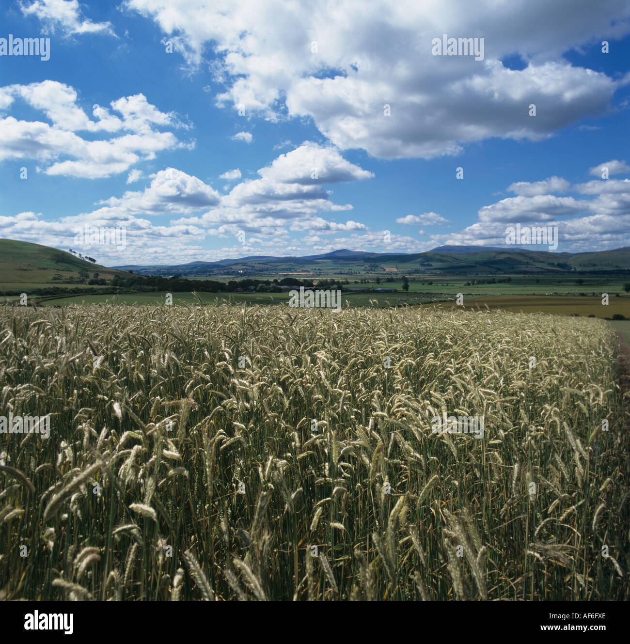 Rye crop in ear and farmland on the Scottish Borders Northumberland ...