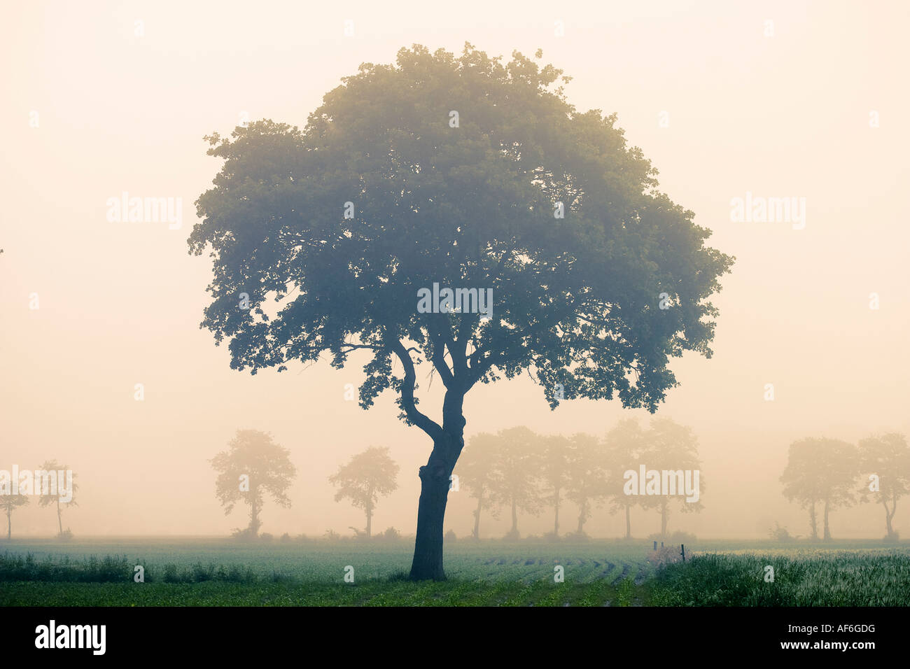 Solitaire tree in rural landscape Stock Photo - Alamy