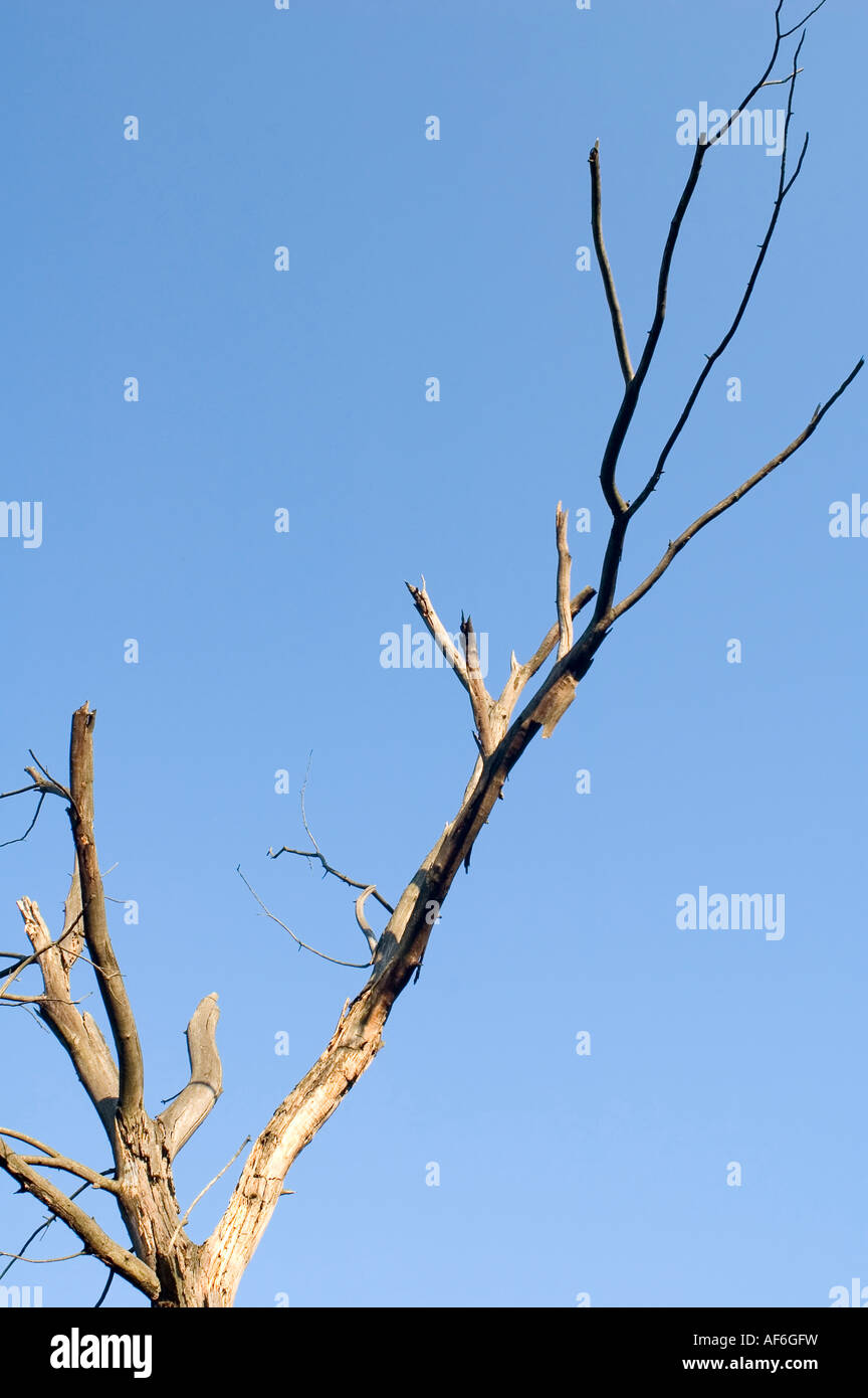 Trunk fragment hi-res stock photography and images - Alamy