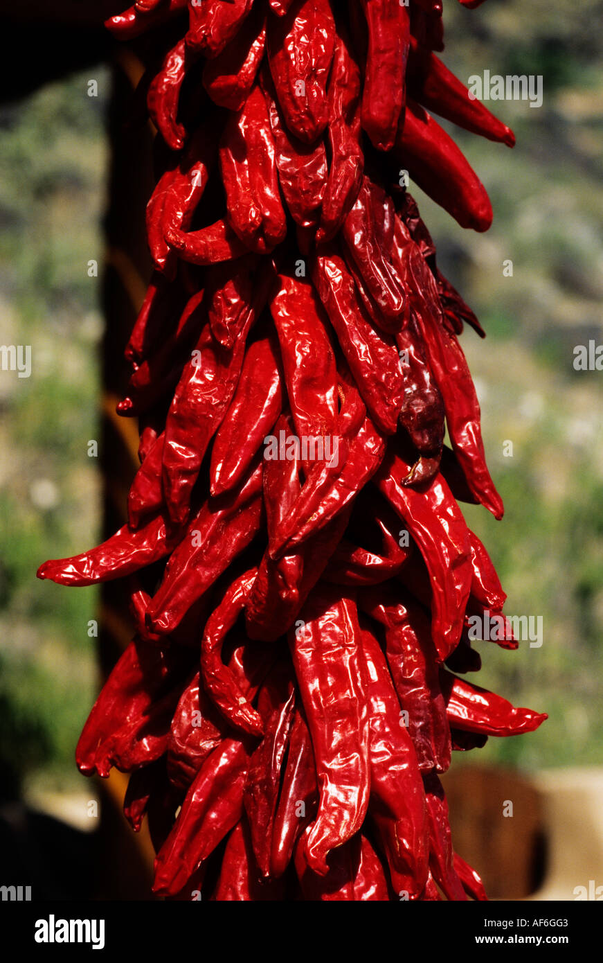 Chili pepper ristra in Albuquerque, New Mexico Stock Photo - Alamy