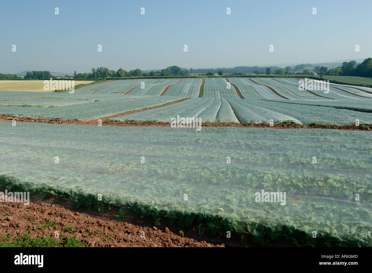 Netting brassica hi-res stock photography and images - Alamy