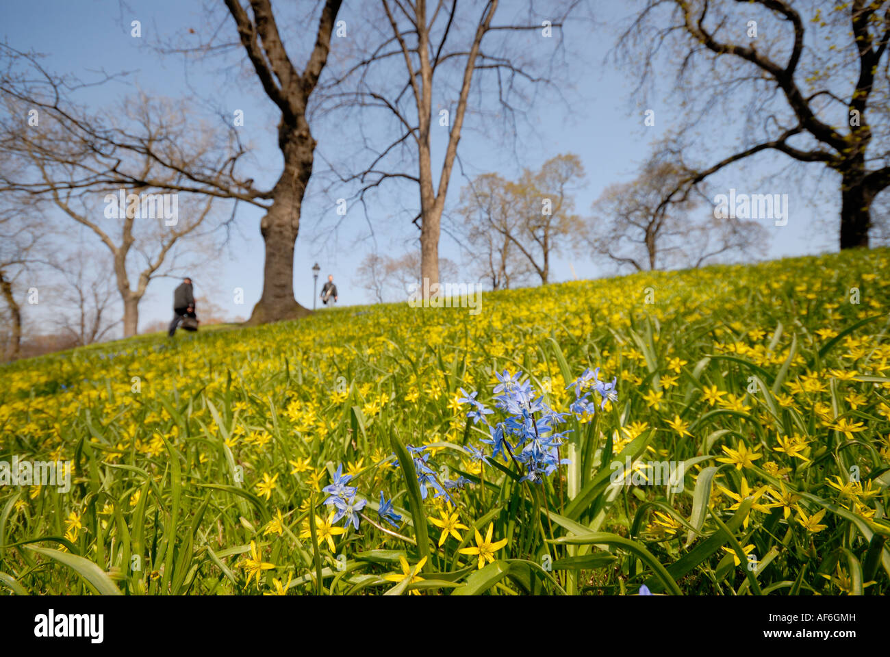 spring flowers yellow and blue in town park, Stockholm, Sweden Stock ...