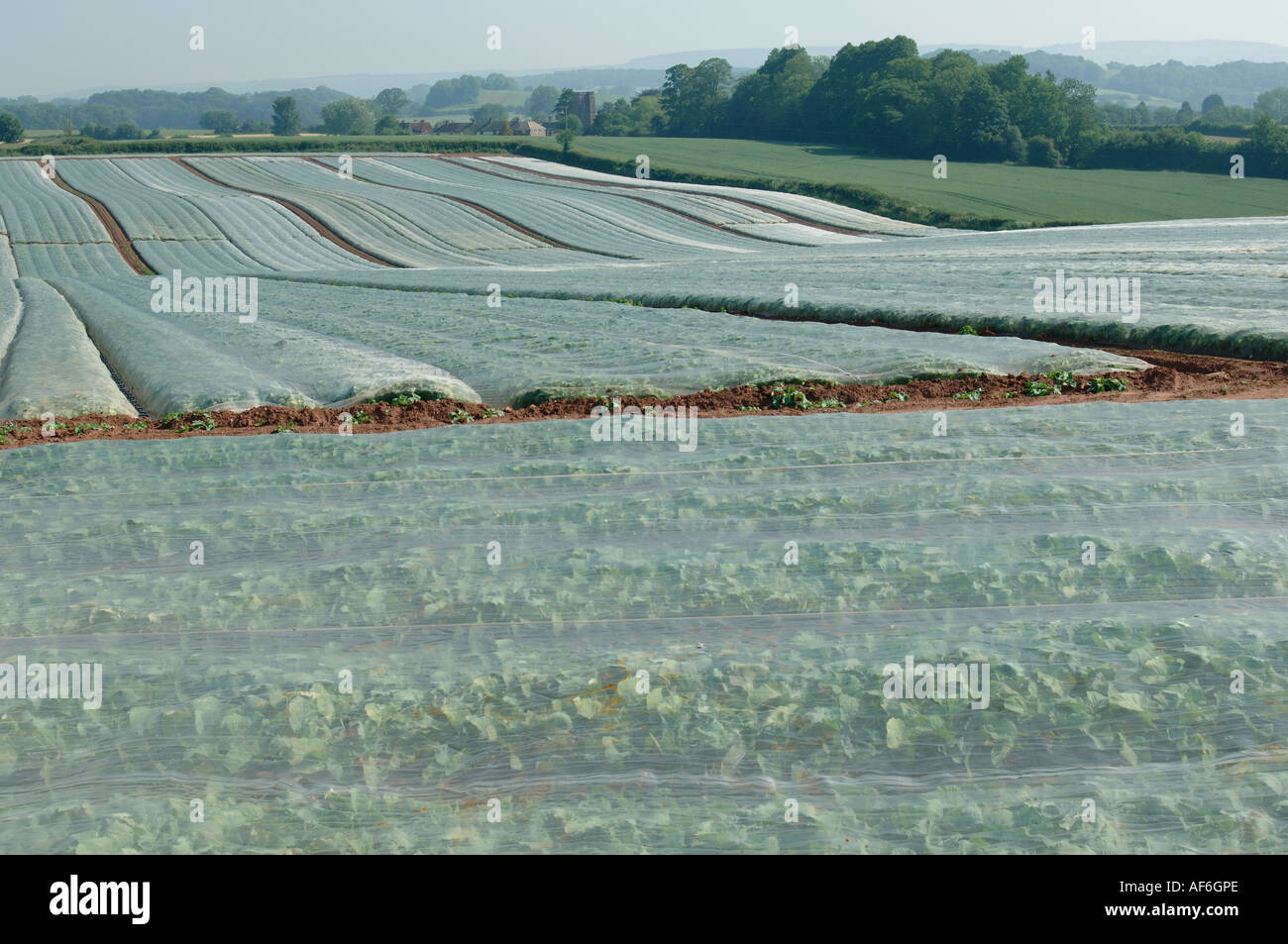 Netting brassica hi-res stock photography and images - Alamy